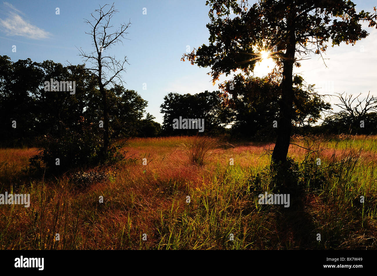 Texas Landscape - Prairie Grass Stock Photo - Alamy