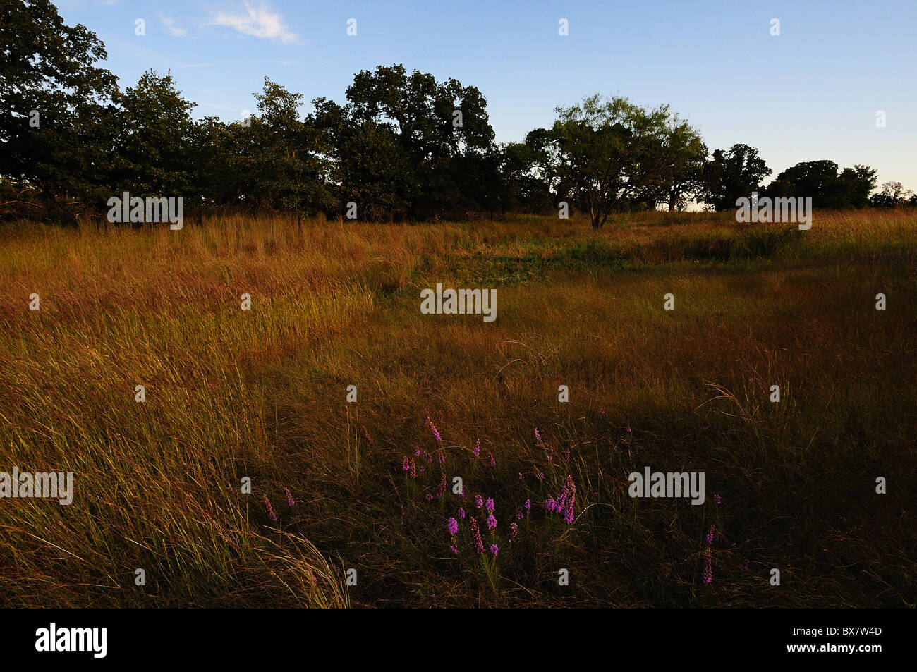 Bluestem seed hi-res stock photography and images - Alamy