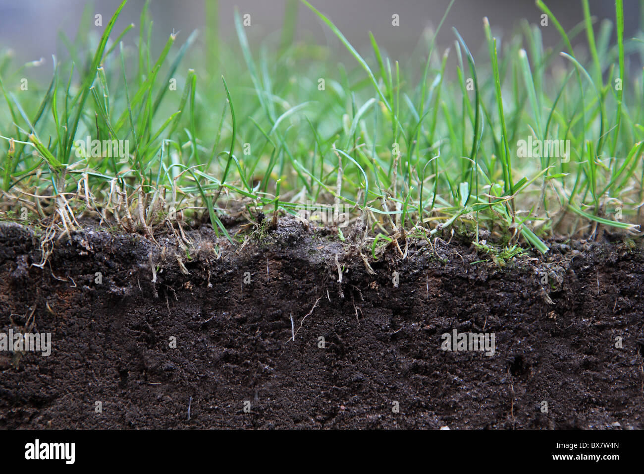 Profile of lawn and ground Stock Photo - Alamy