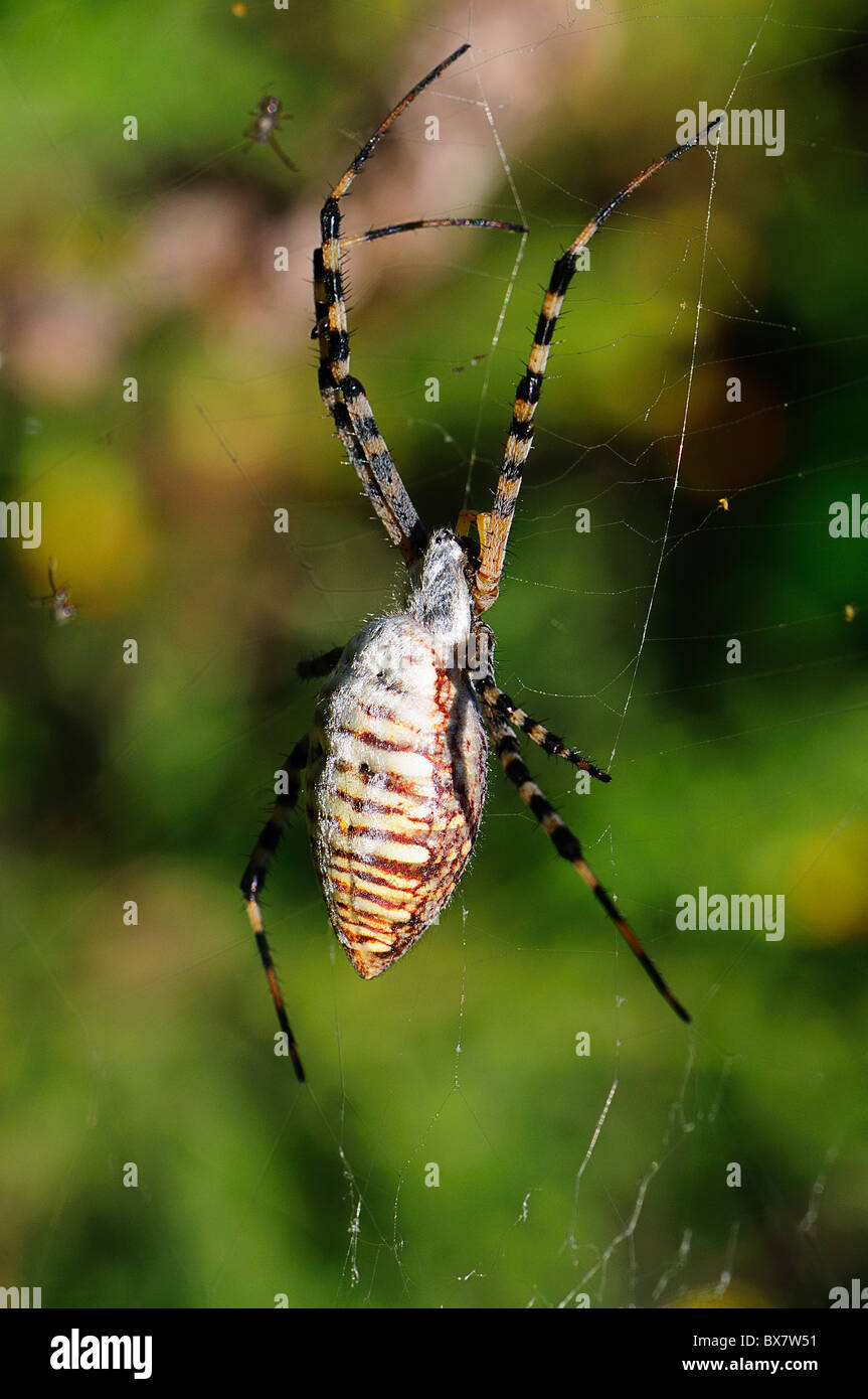 Banded Garden Spider Stock Photo - Alamy