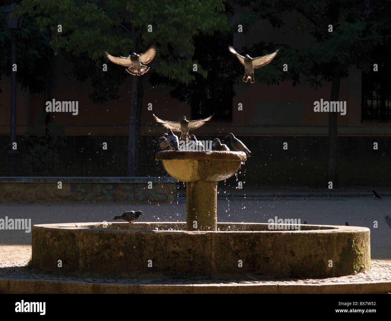 Pigeons bath time Stock Photo - Alamy