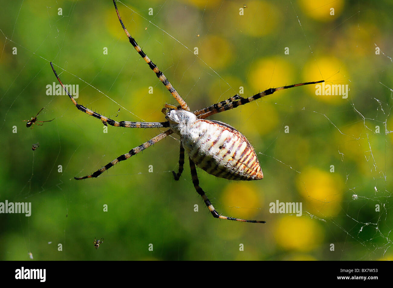 Banded Garden Spider Stock Photo - Alamy