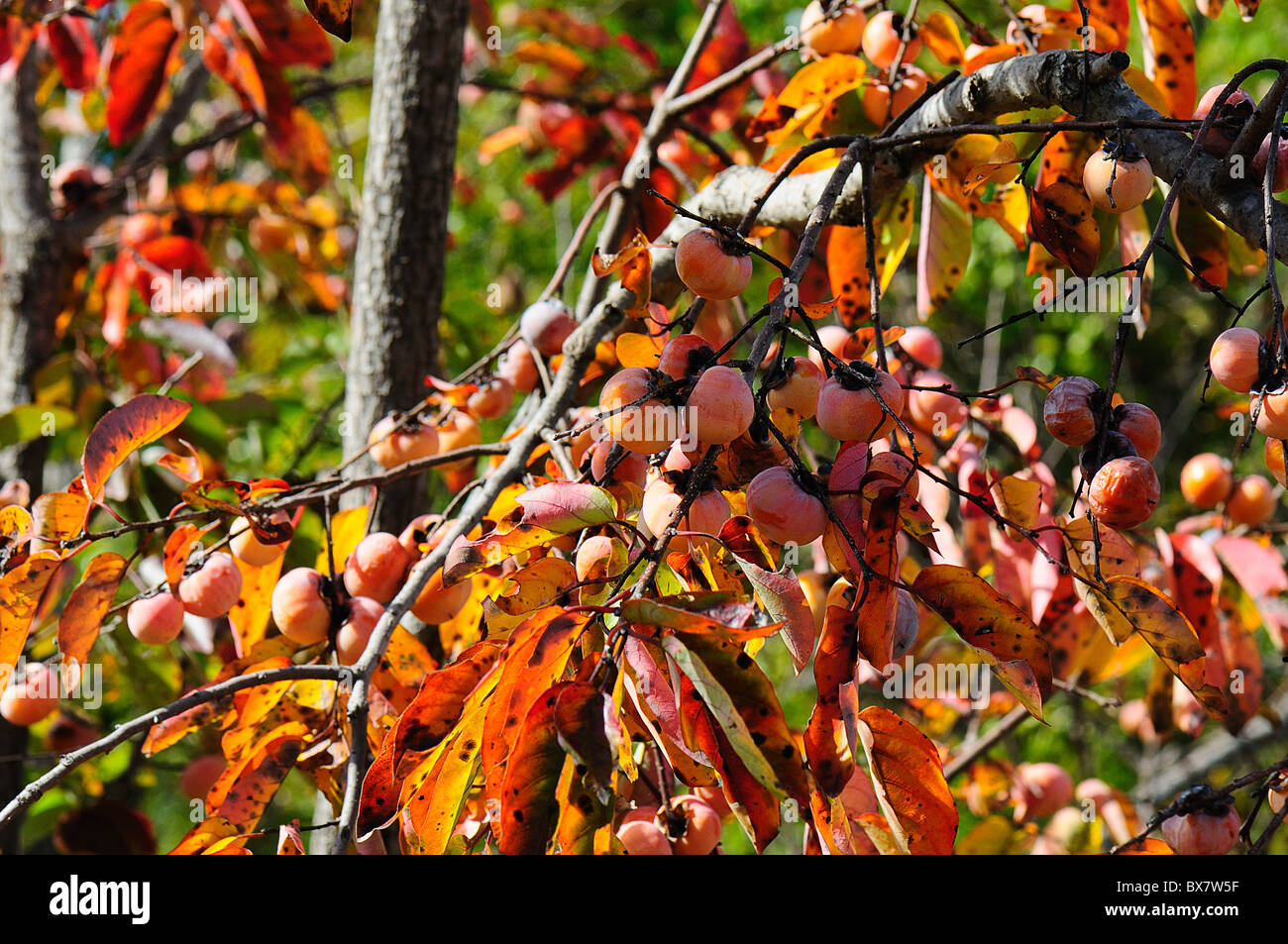 Wild persimmon hi-res stock photography and images - Alamy