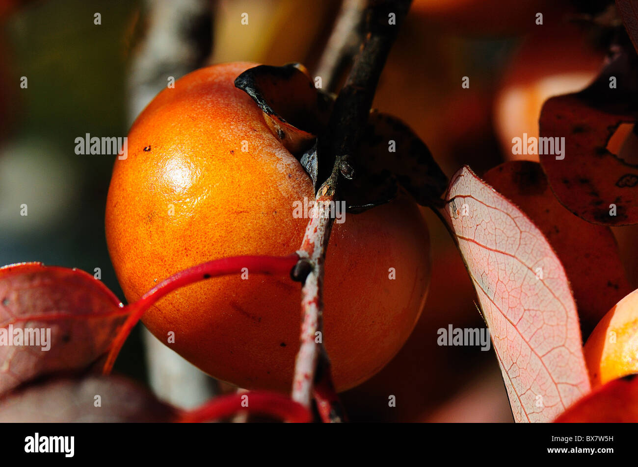 Wild persimmon hi-res stock photography and images - Alamy