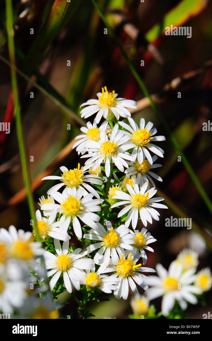 Heath aster, Symphyotrichum ericoides Stock Photo - Alamy