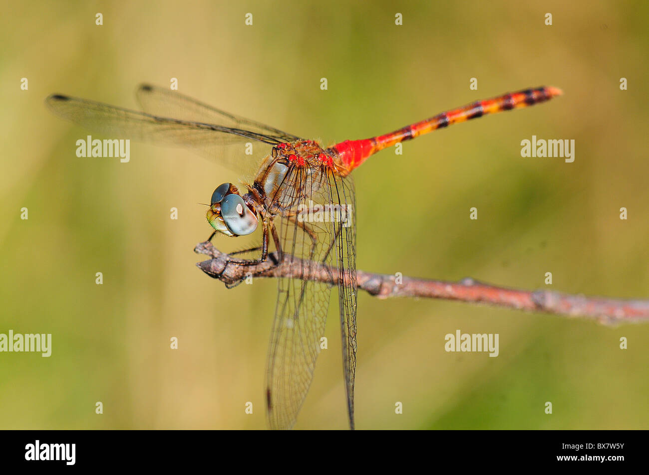 Sympetrum ambiguum hi-res stock photography and images - Alamy