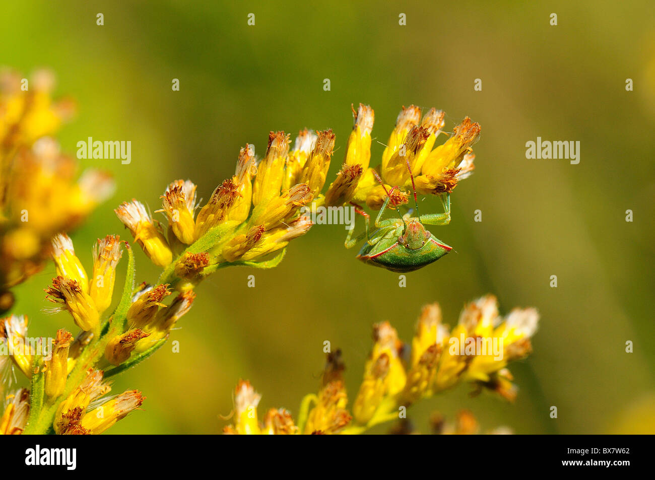 Southern green stink bug Stock Photo - Alamy