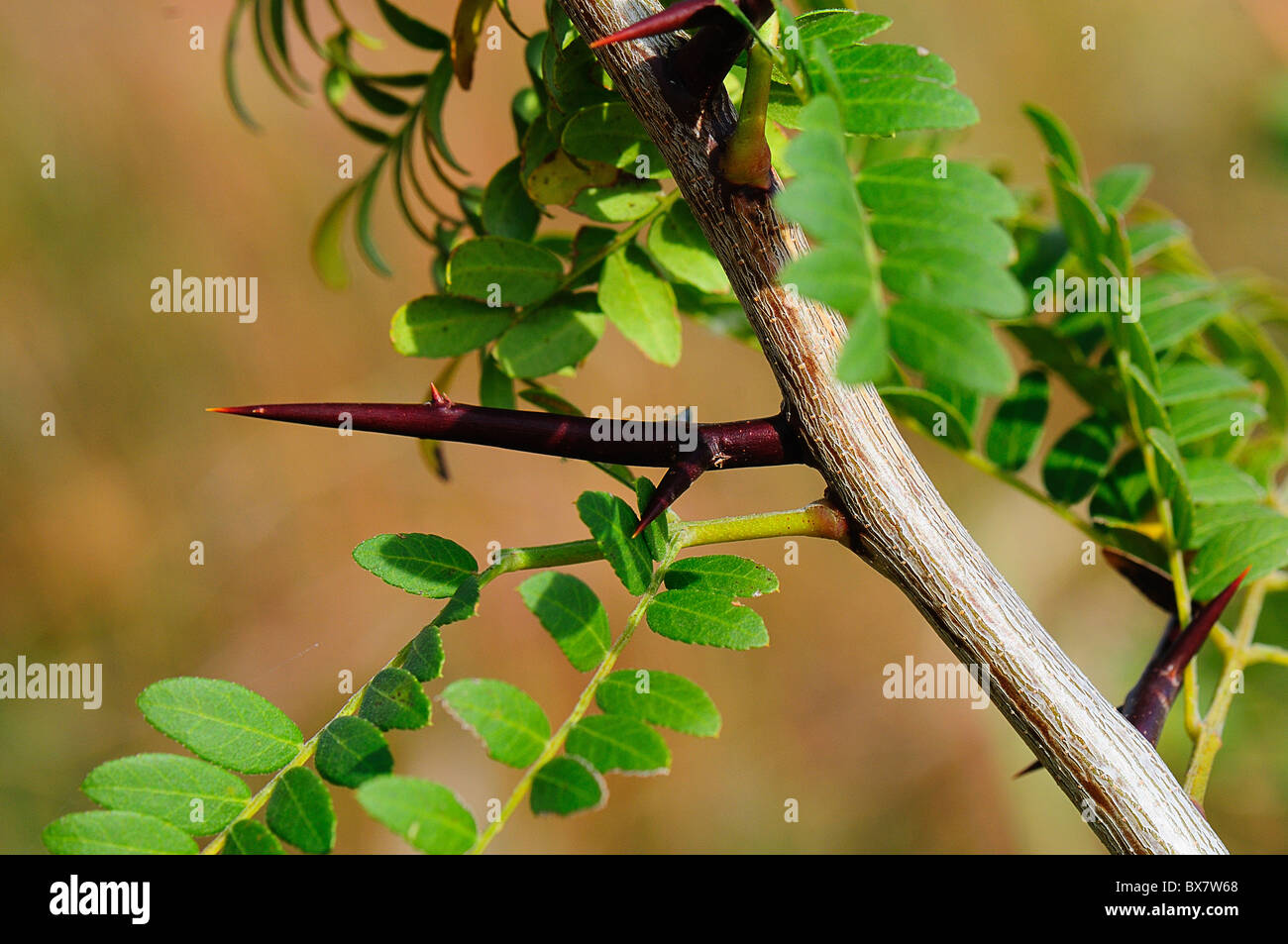 Honey locust hi-res stock photography and images - Alamy