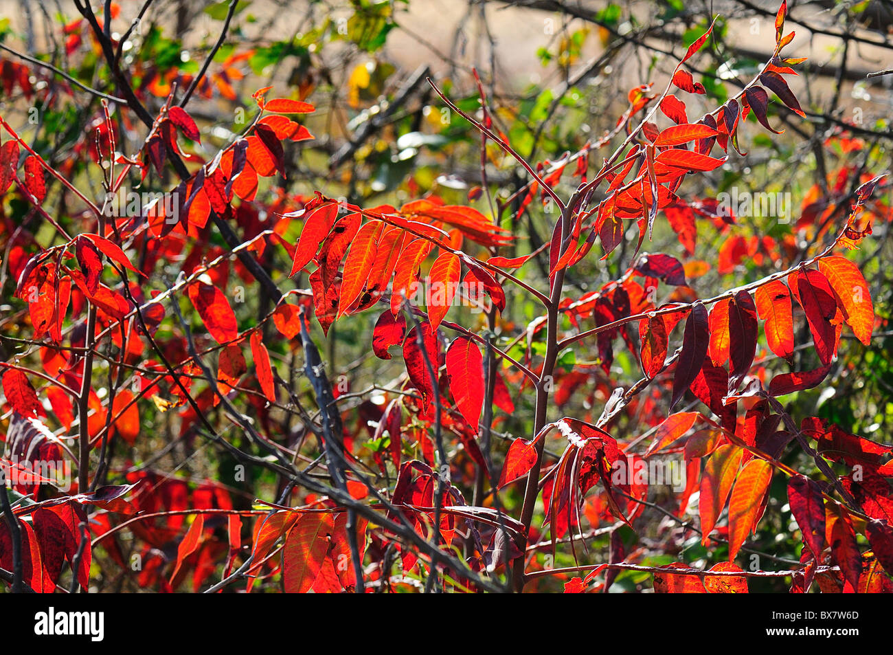 Flame-leaf Sumac in the fall Stock Photo - Alamy
