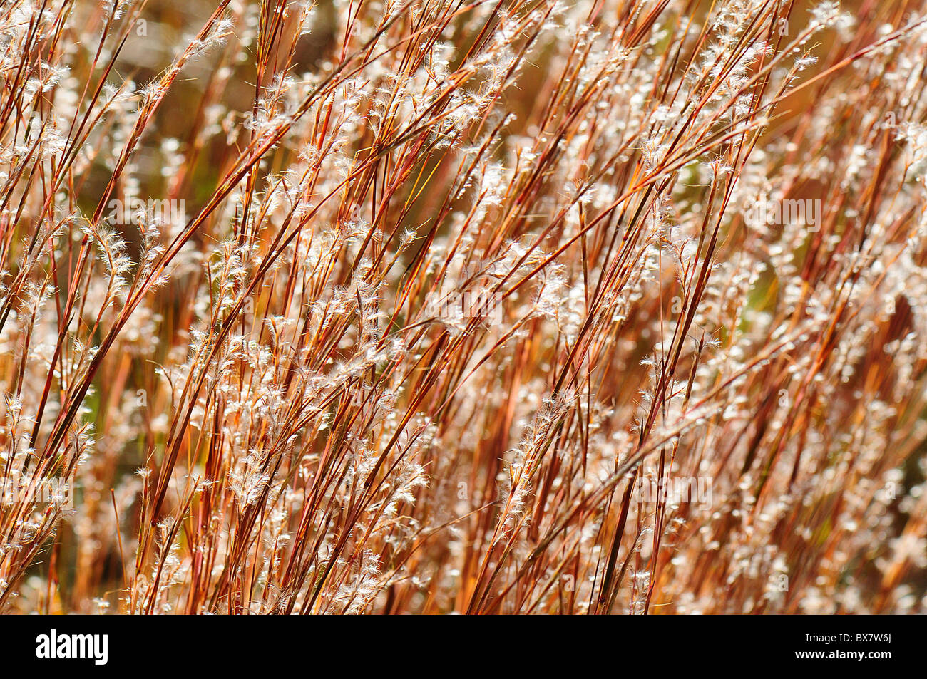 Bluestem seed hi-res stock photography and images - Alamy