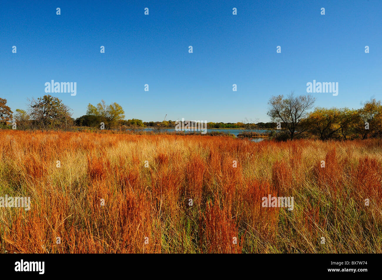 Texas Landscape - Prairie Grass Stock Photo - Alamy