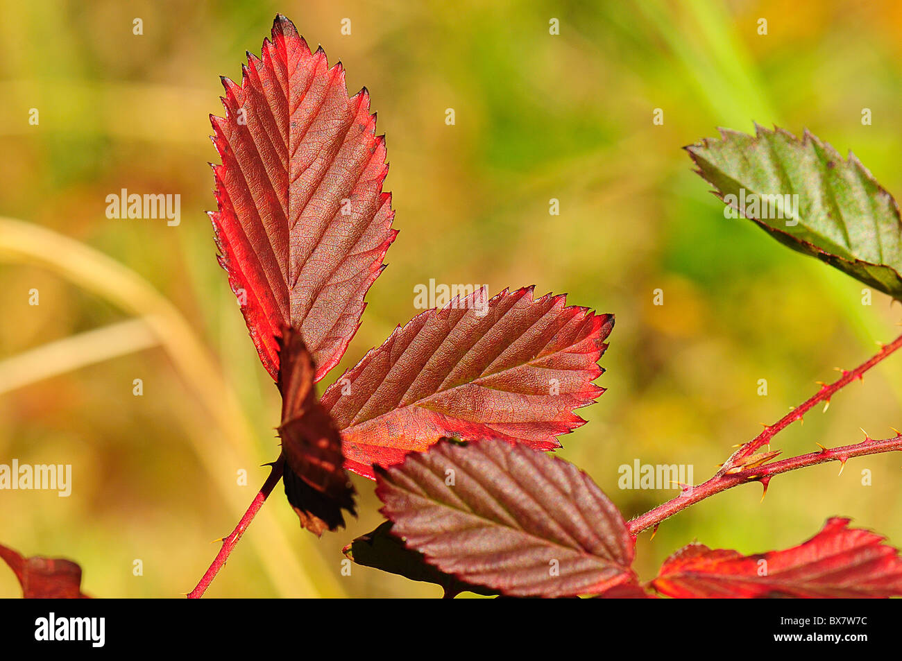 Turning red hi-res stock photography and images - Alamy