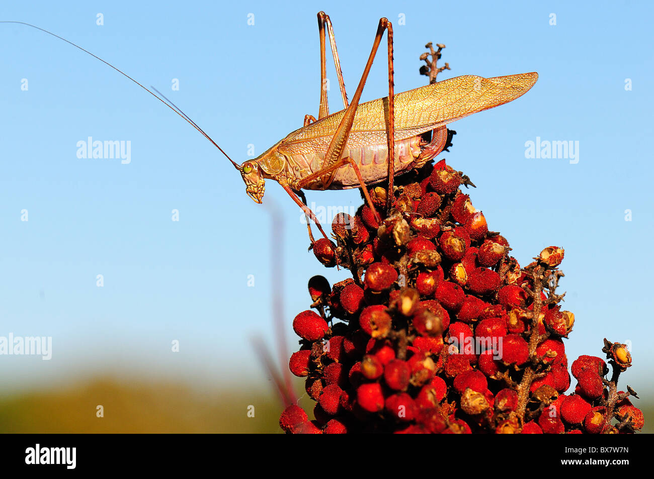 Brown katydid hi-res stock photography and images - Alamy