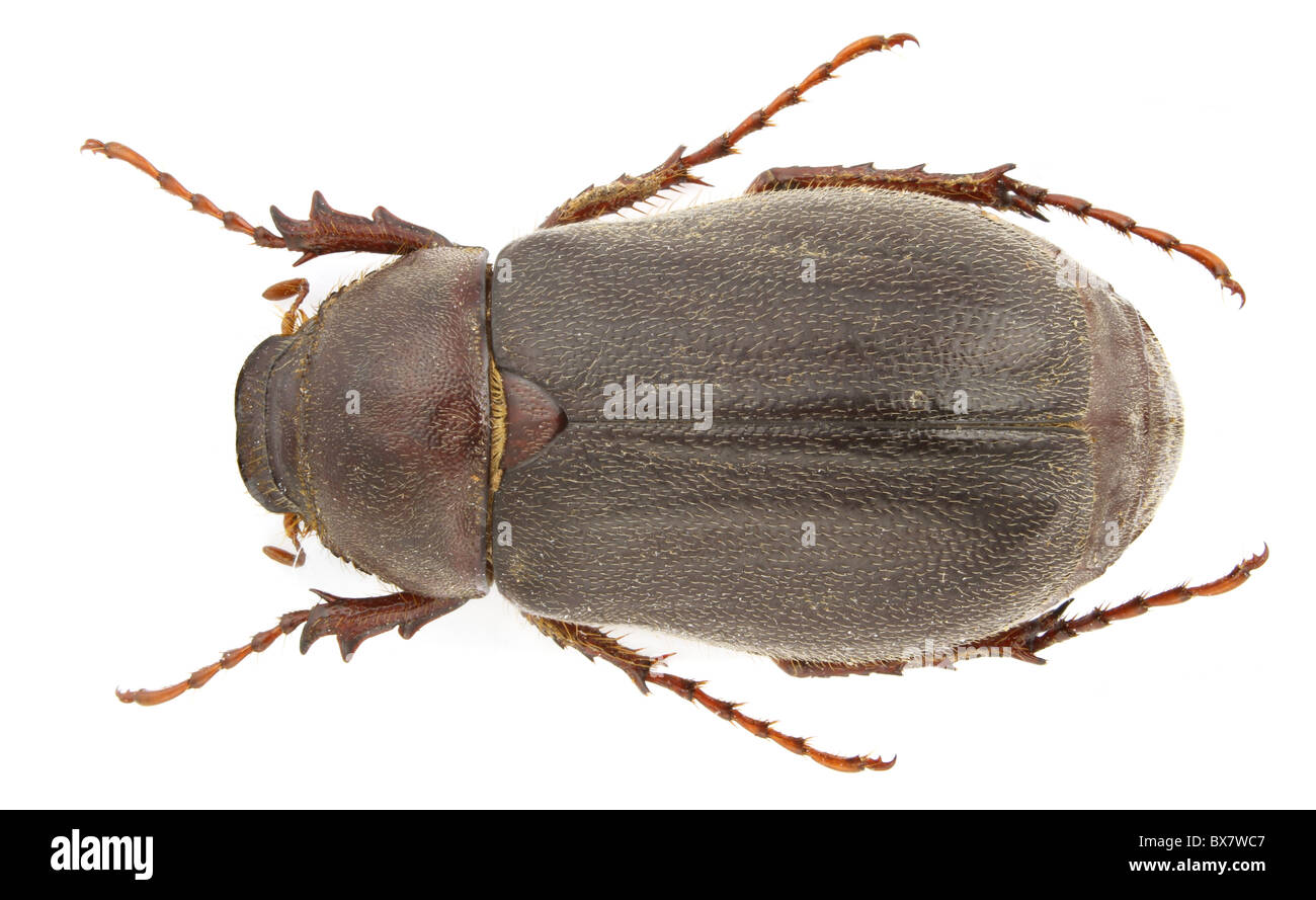 Transversa Cut Out Stock Images & Pictures - Alamy