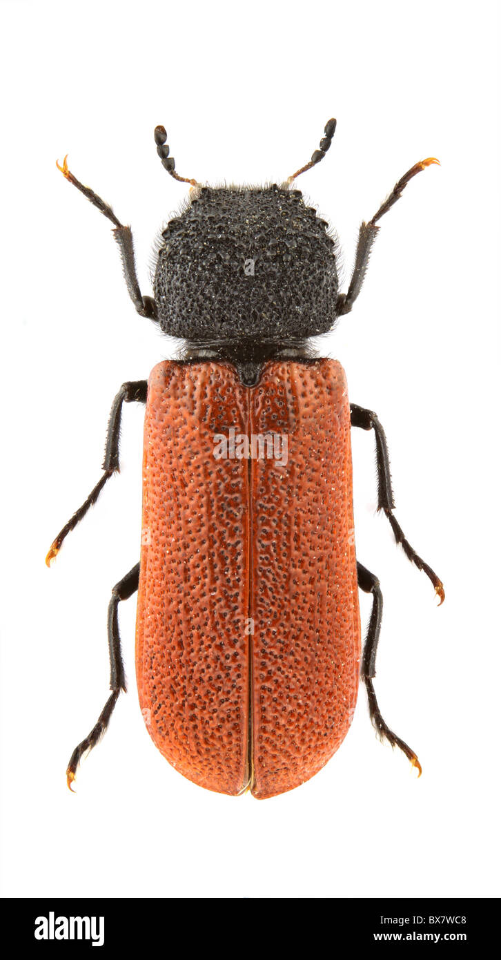 Bostrichidae hi-res stock photography and images - Alamy