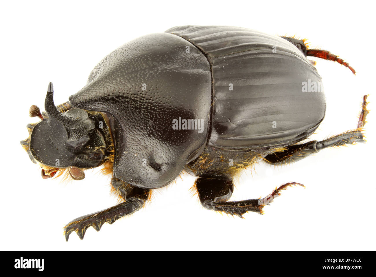 Bubas hi-res stock photography and images - Alamy