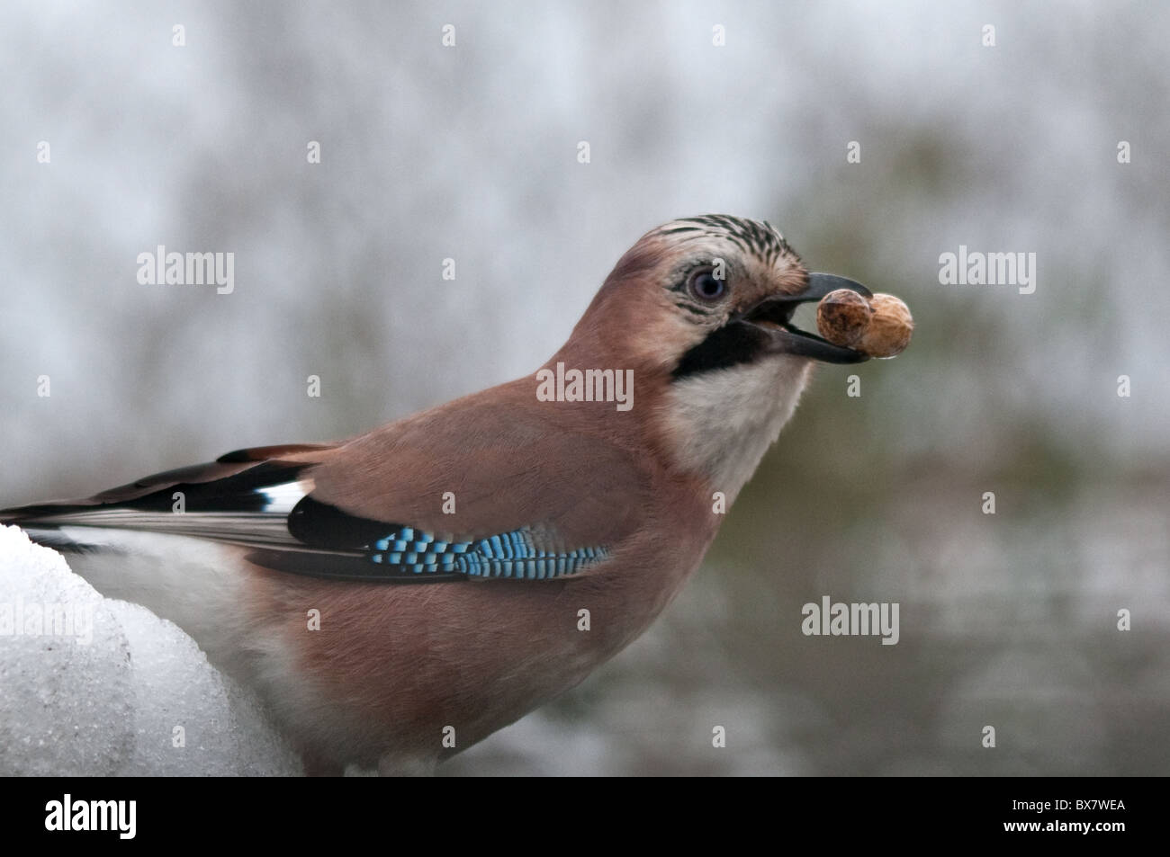 Jay with nut hi-res stock photography and images - Alamy