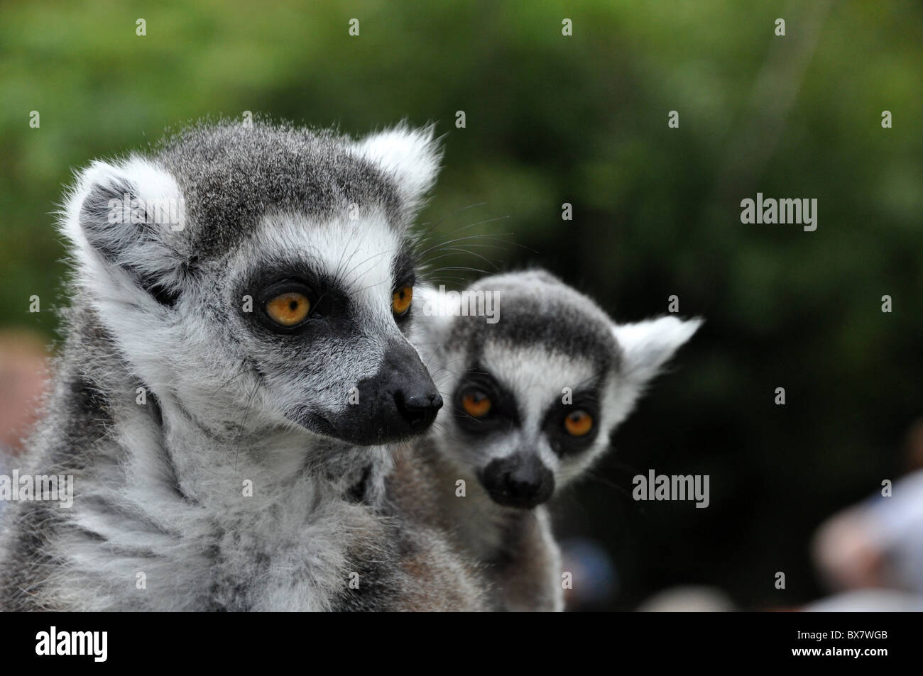 Catta lemur monkeys looking curious to the camera Stock Photo - Alamy