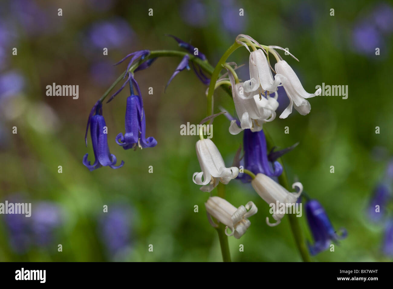 Rare white bluebell hi-res stock photography and images - Alamy