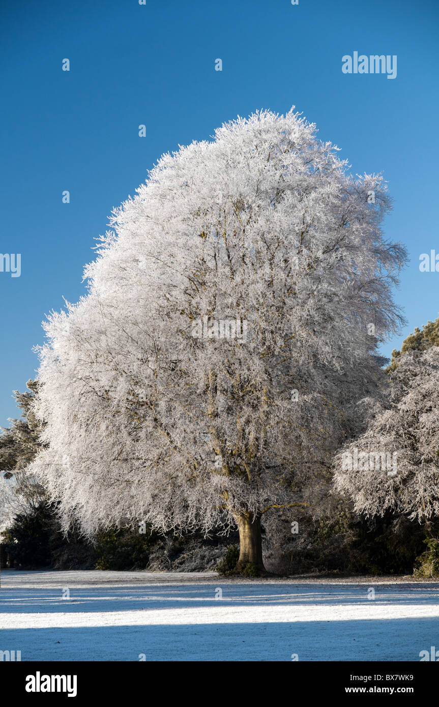 Frost coated tree, Pitsford, Northamptonshire, UK Stock Photo - Alamy