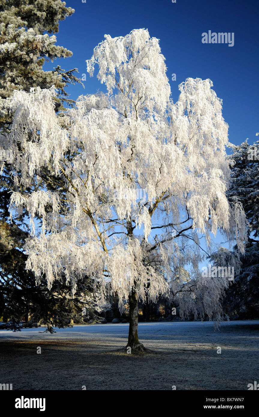 Frost tree blue sky uk hi-res stock photography and images - Alamy
