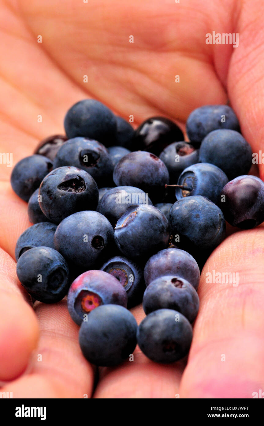 hand picked wild blueberries Stock Photo - Alamy