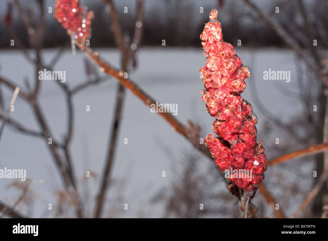 Staghorn sumac hi-res stock photography and images - Alamy