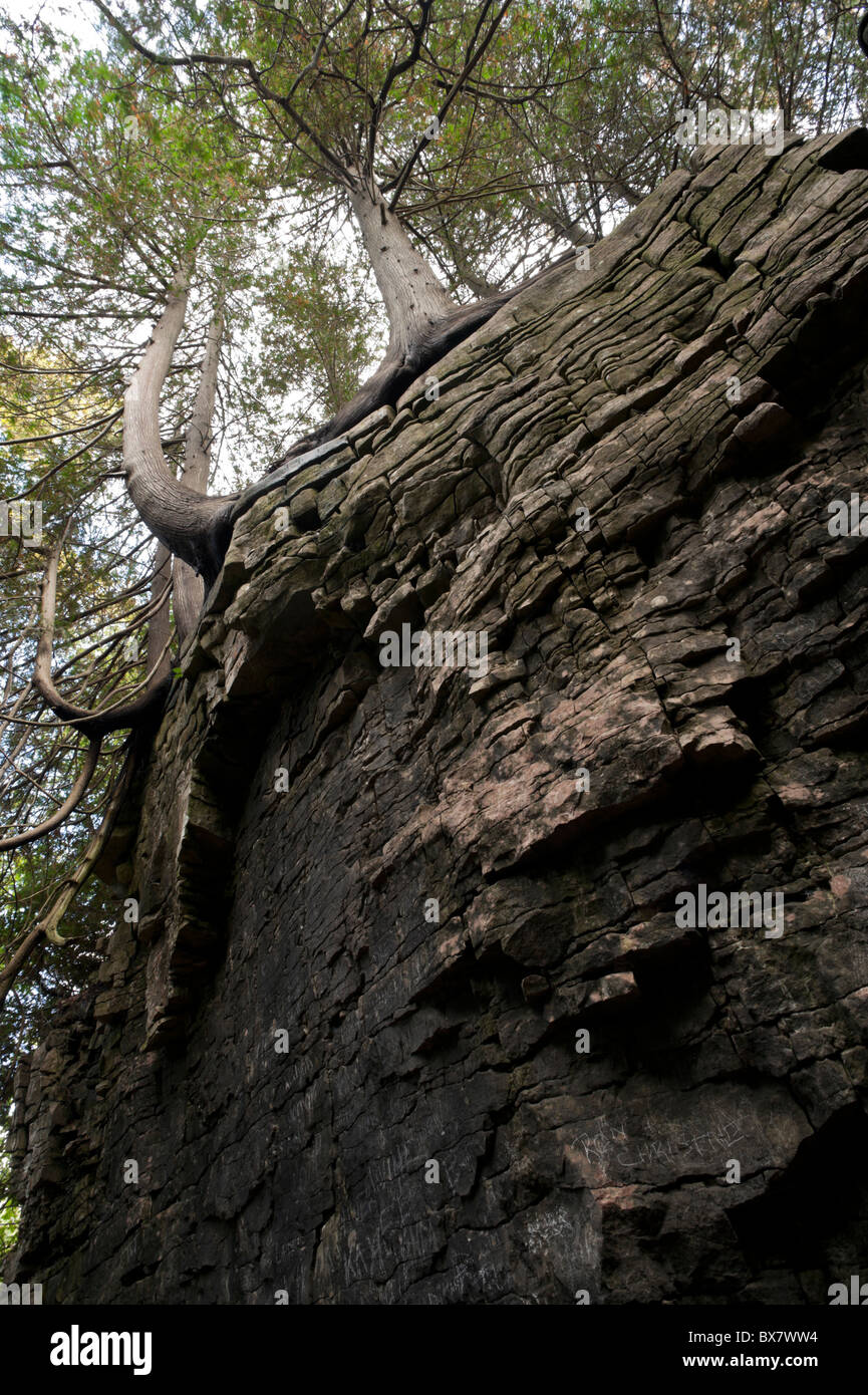 Ancient cedar trees cling to the limestone cliffs of the Niagara ...