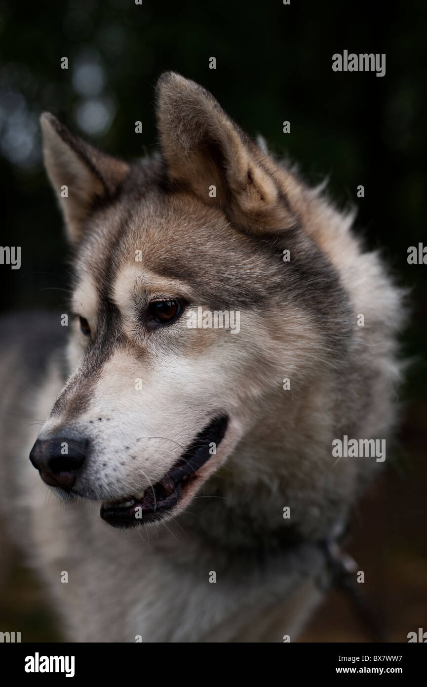 A portrait of a chained husky dog Stock Photo - Alamy