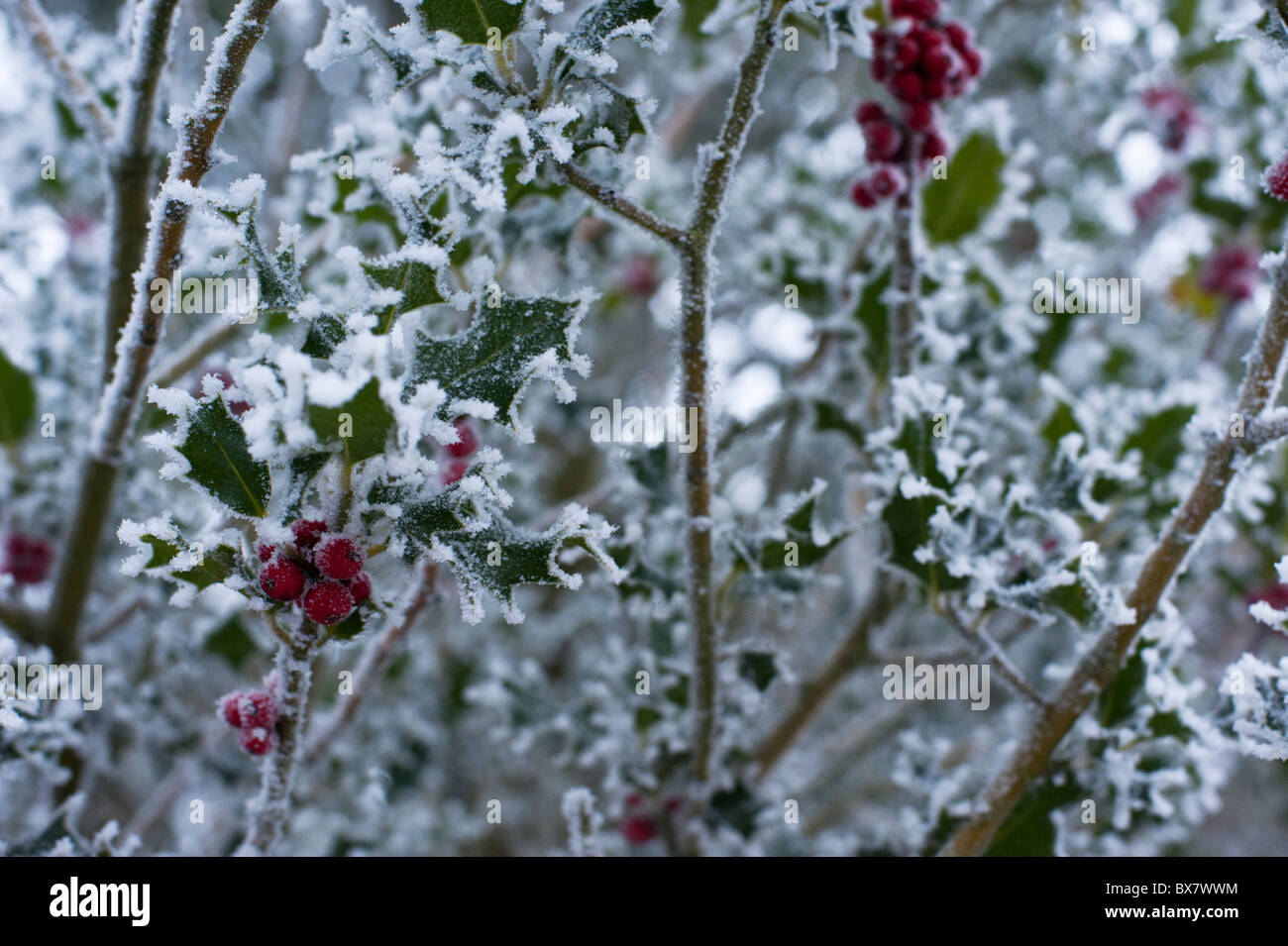 Frosted holly hi-res stock photography and images - Alamy