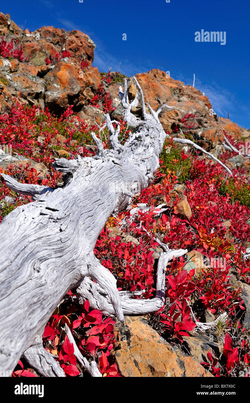 Sub alpine hi-res stock photography and images - Alamy