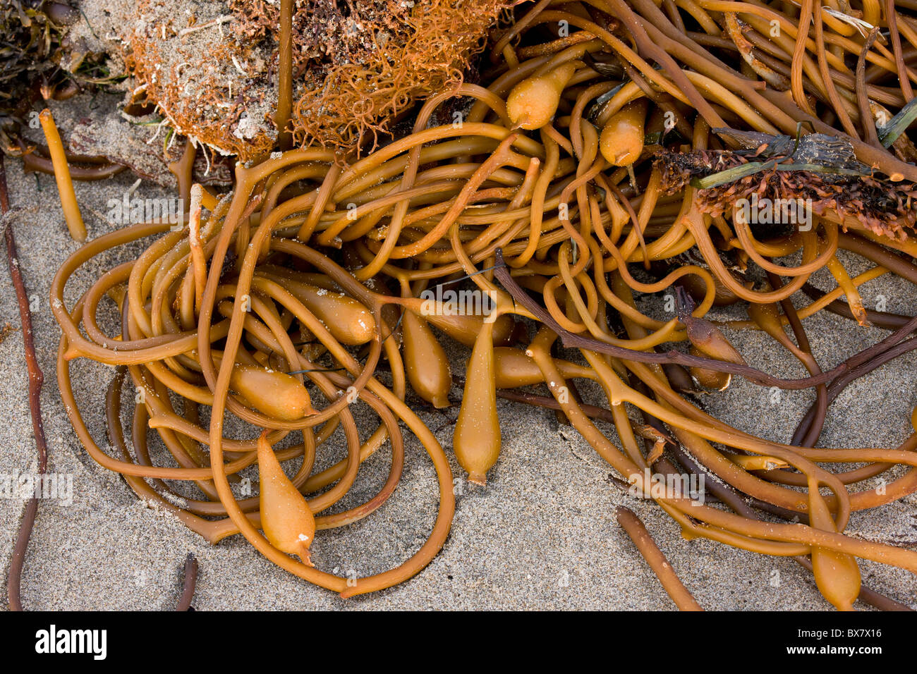 Giant kelp air bladders macrocystis hi-res stock photography and images ...