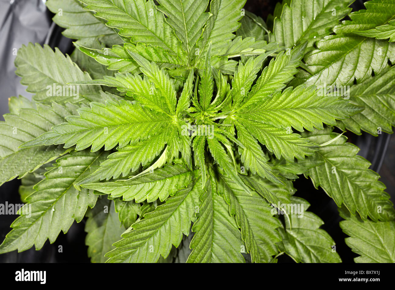 Cannabis shiva hi-res stock photography and images - Alamy