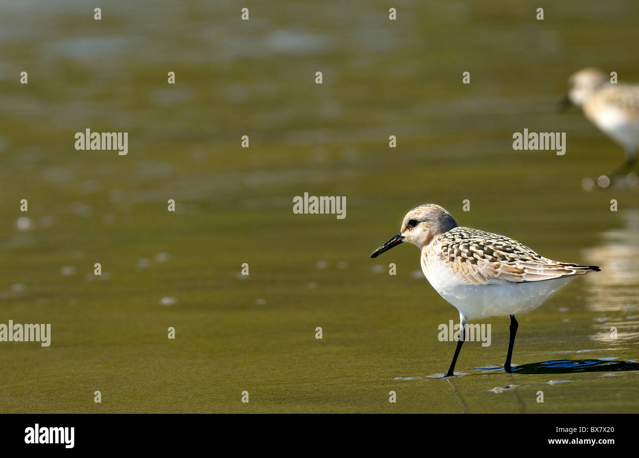 Western Sandpipers feeding on the beach during fall migration Stock ...