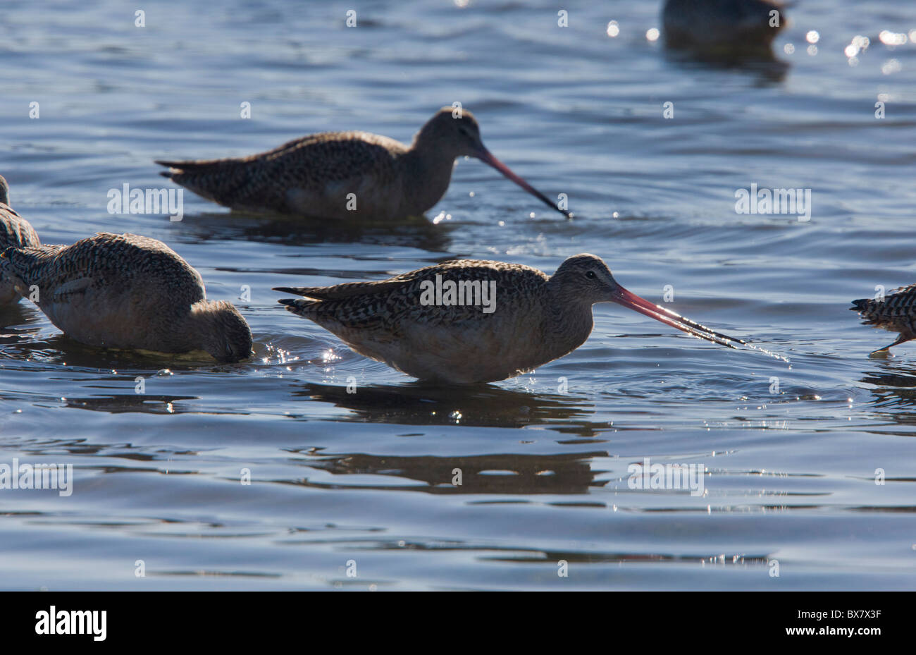 Limosa fedoa hi-res stock photography and images - Alamy