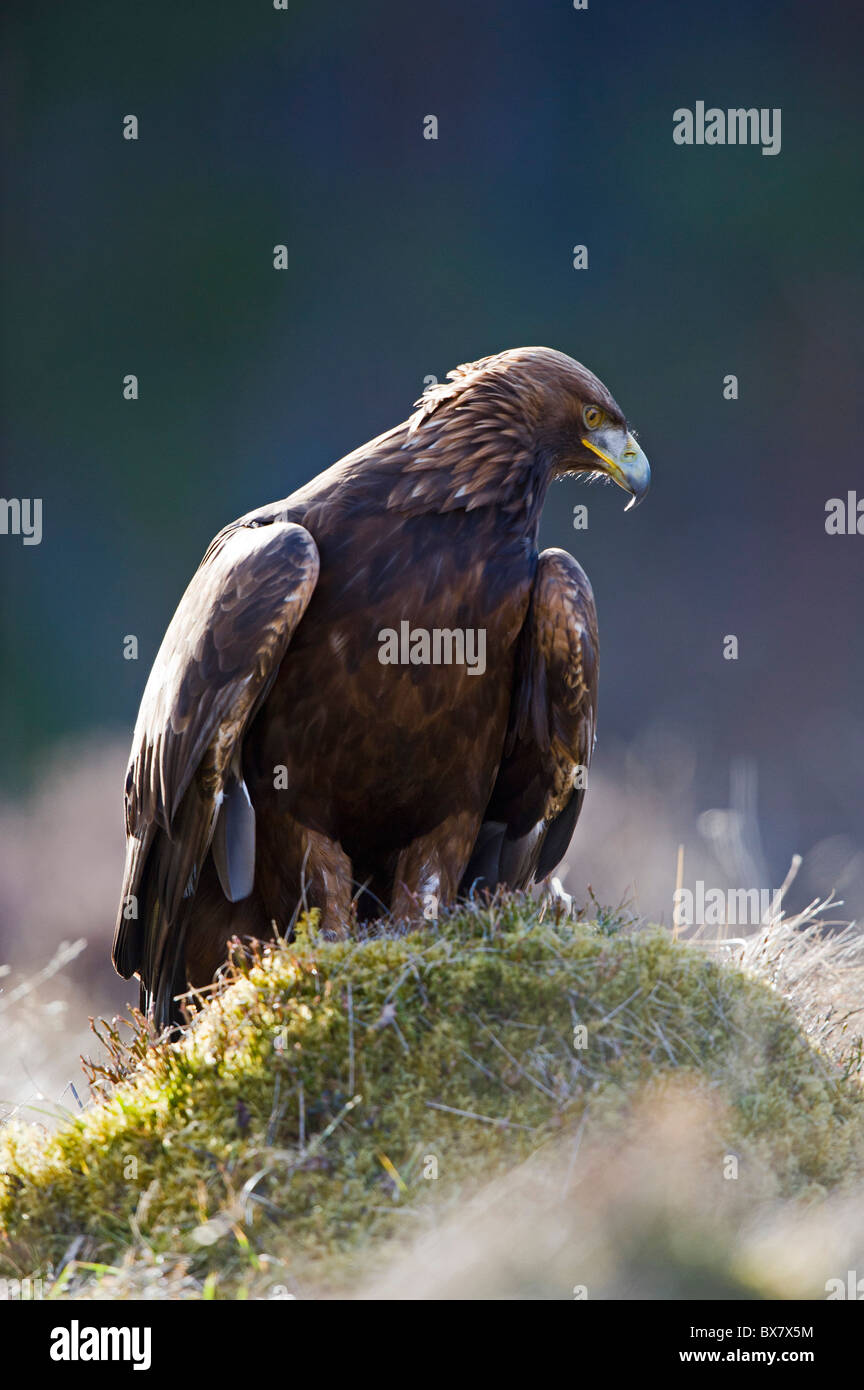 Golden eagle (Aquila chrysaetos), male, on heather knoll Stock Photo ...