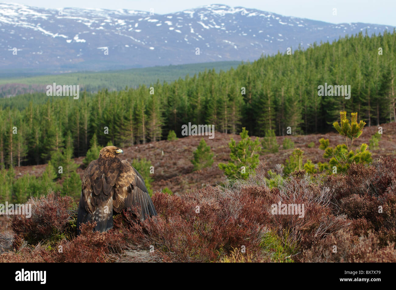 Golden eagle (Aquila chrysaetos), male, in mountain location Stock ...
