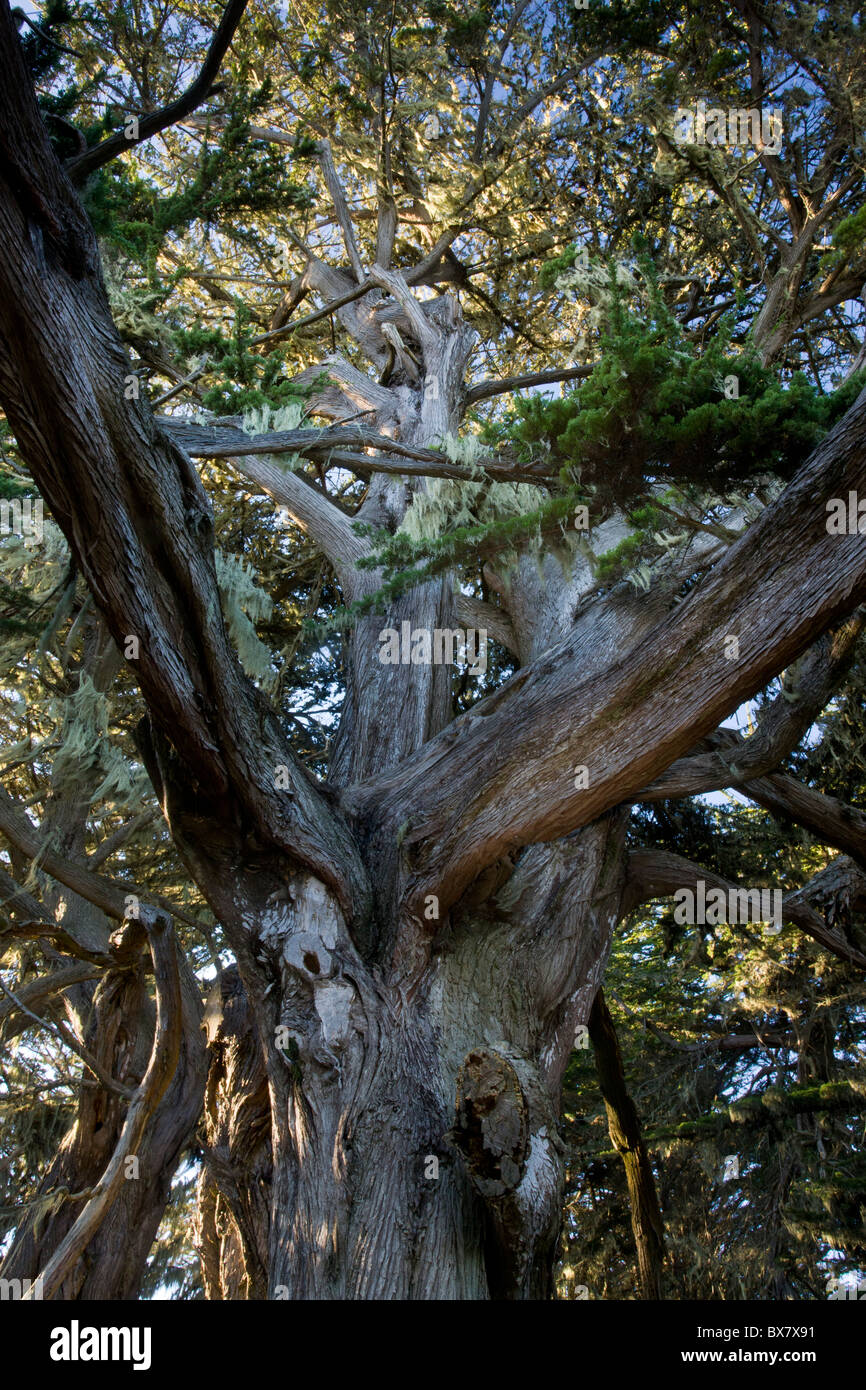 Monterey Cypress or Macrocarpa, Cupressus macrocarpa - old tree ...