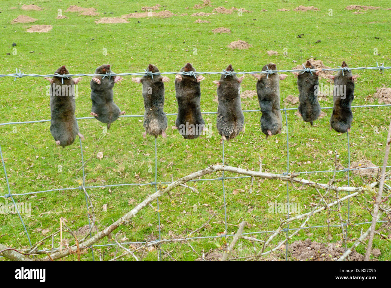 Mole Feet High Resolution Stock Photography and Images - Alamy