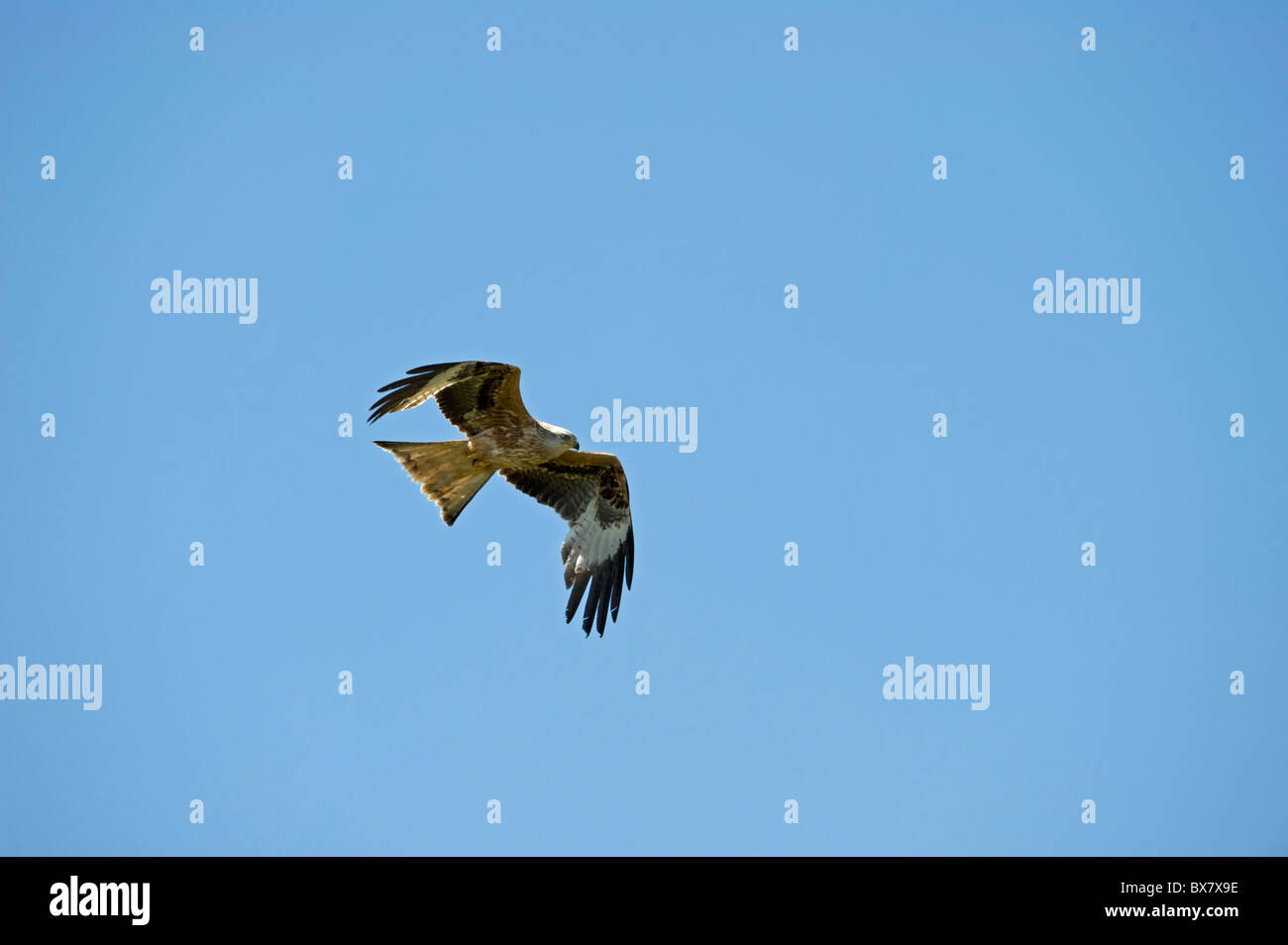 Primary predator hi-res stock photography and images - Alamy