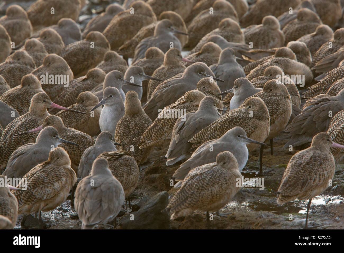 Roosting high tide hi-res stock photography and images - Alamy