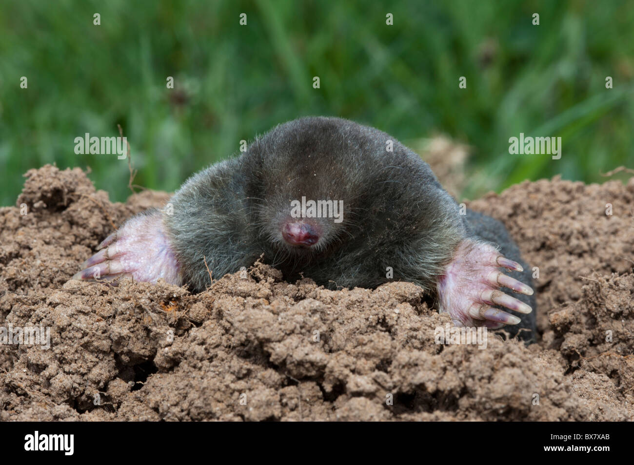 Mole paw hi-res stock photography and images - Alamy