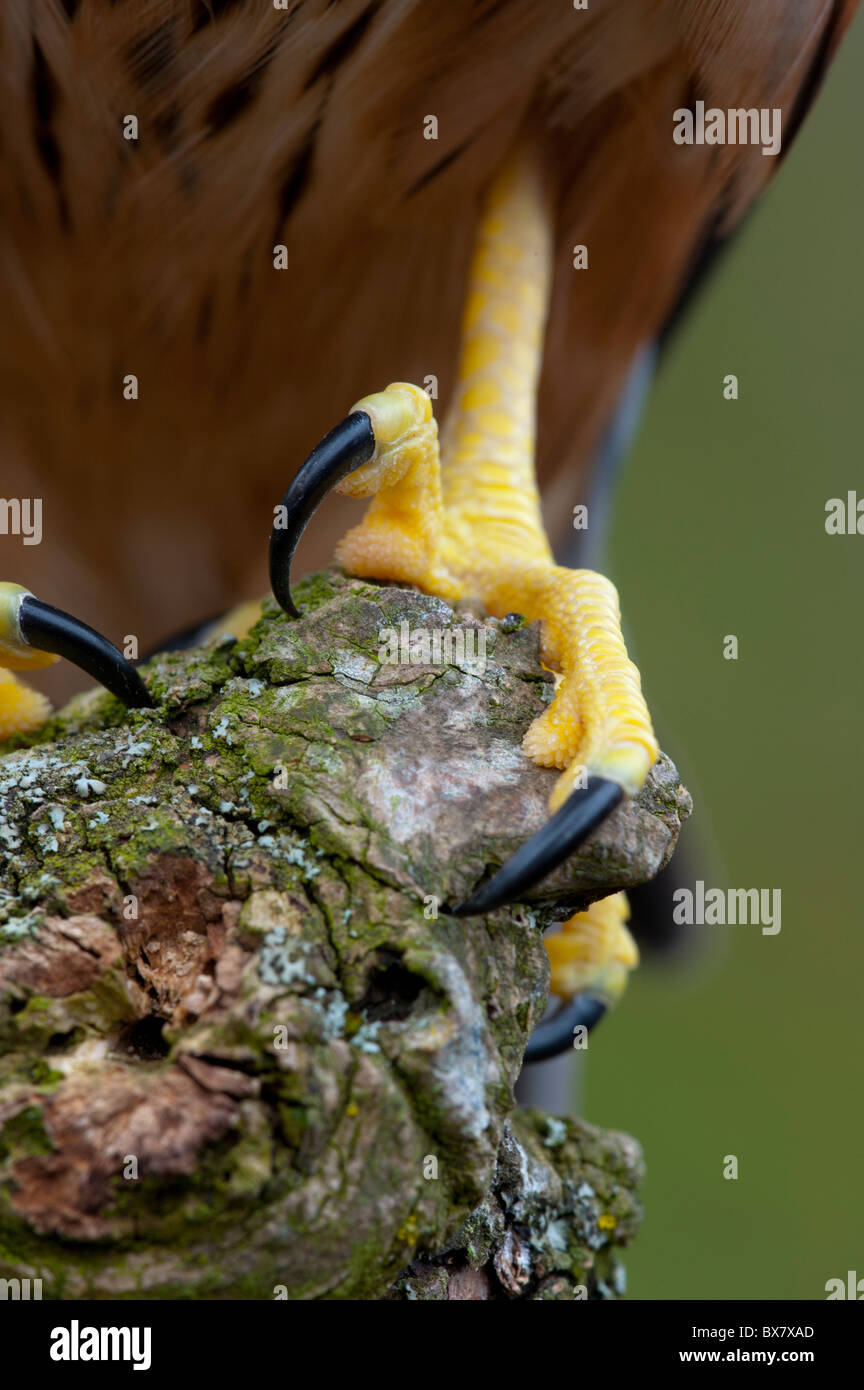 Merlin bird hi-res stock photography and images - Alamy