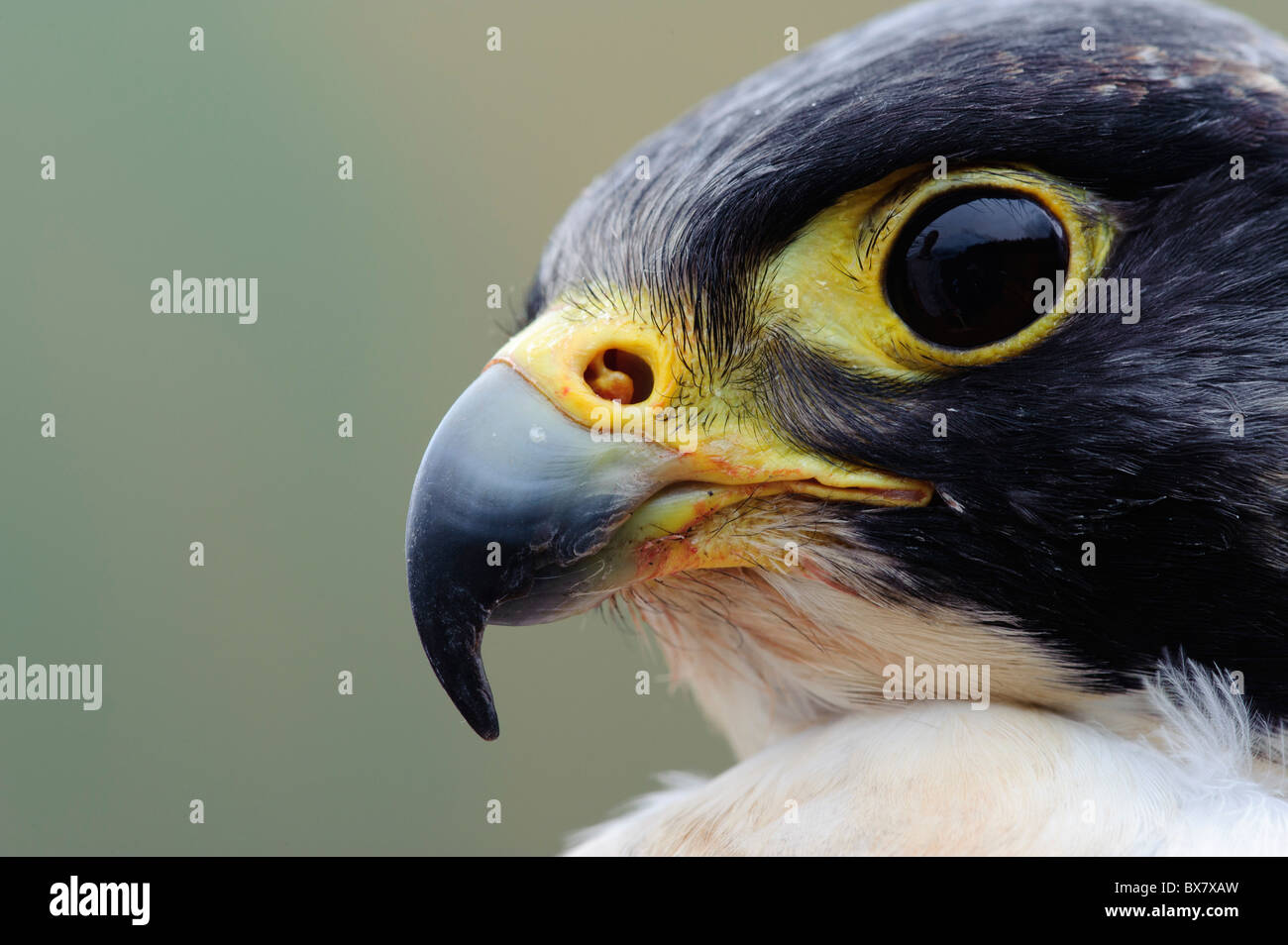 Falcon head black white hi-res stock photography and images - Alamy