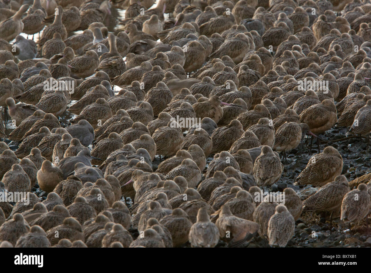 High tide roost of Marbled Godwits and Willets, winter evening, Bodega ...