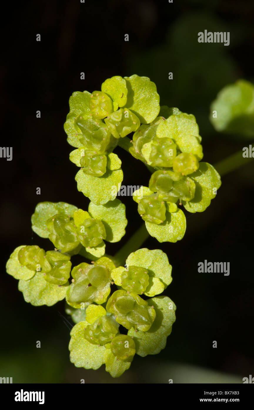 Golden Saxifrage (Chrysosplenium oppositifolium Stock Photo - Alamy
