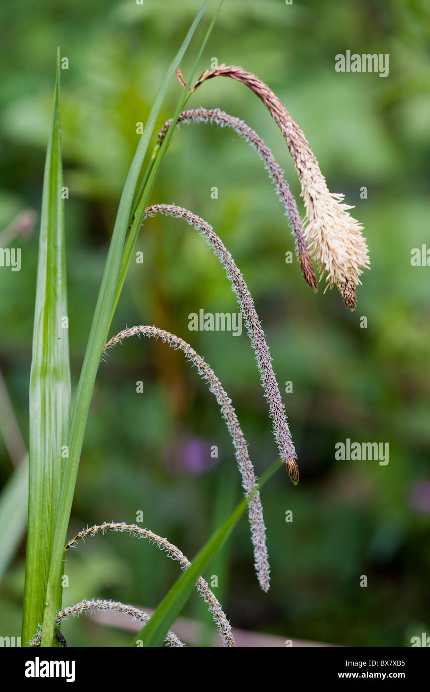 Pendulous Sedge (Carex pendula Stock Photo - Alamy