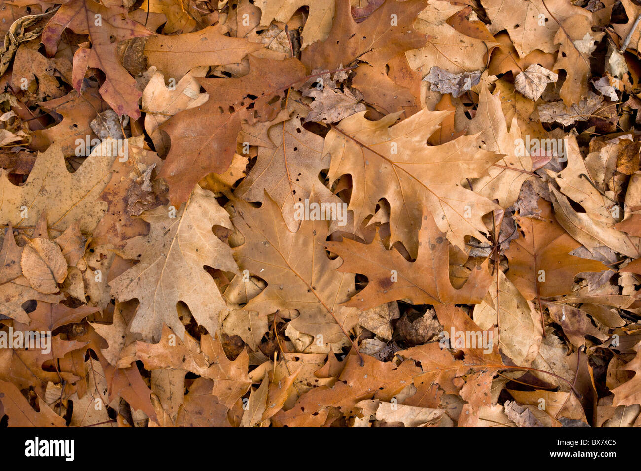 Northern Red Oak High Resolution Stock Photography and Images - Alamy