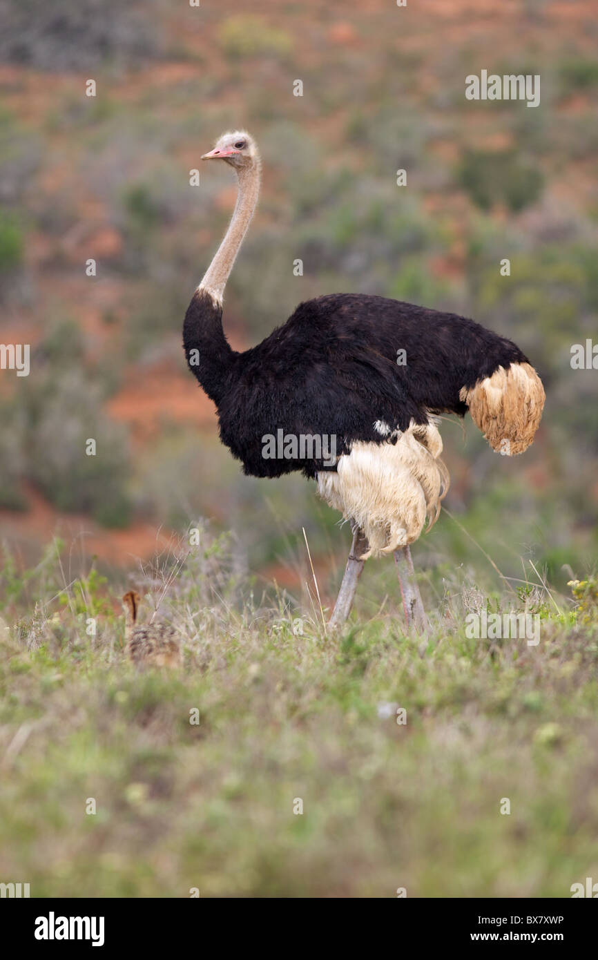 Elephant Bird Vs Ostrich