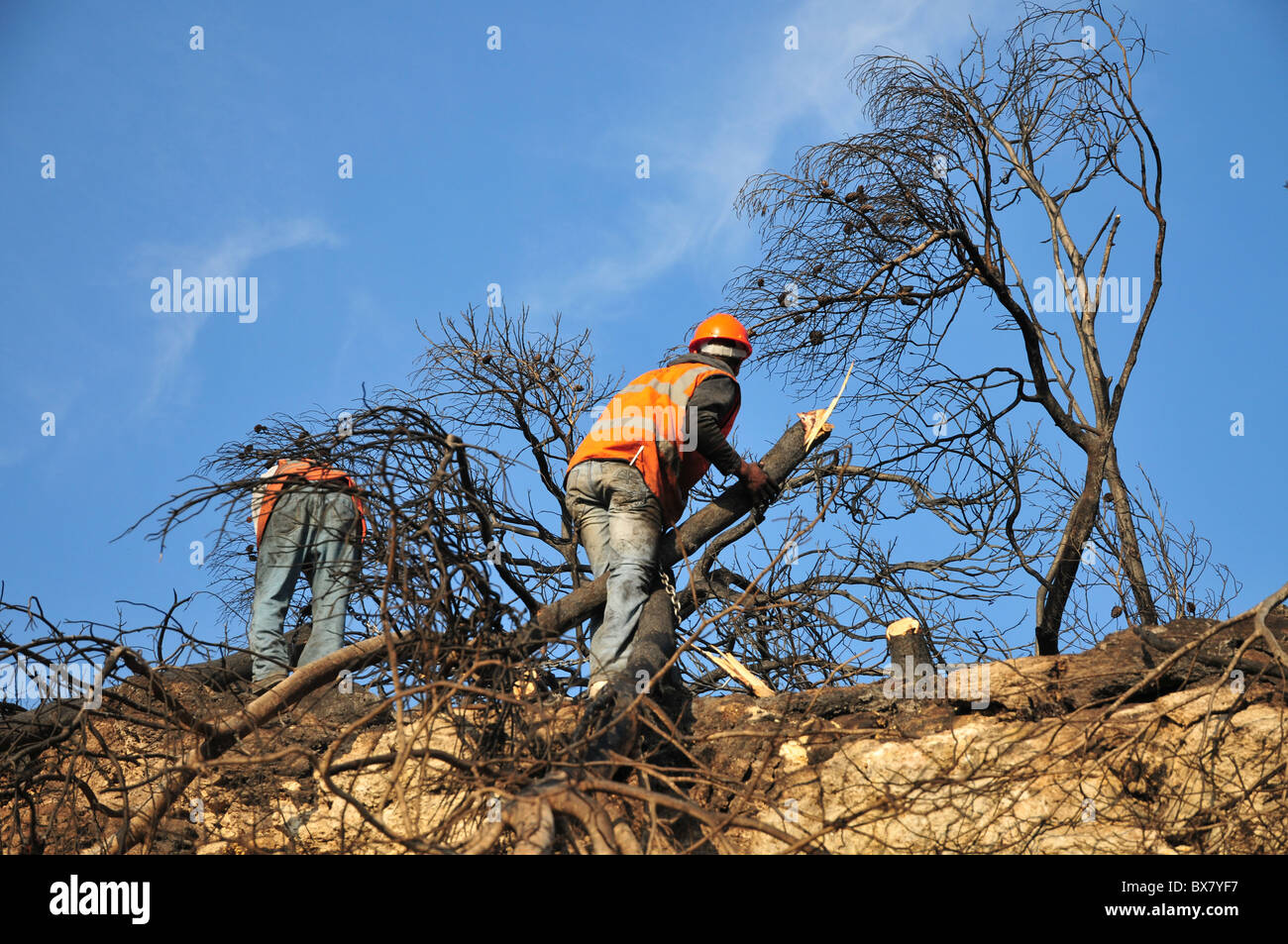 After the flames died down forest rangers are clearing away dead trees ...